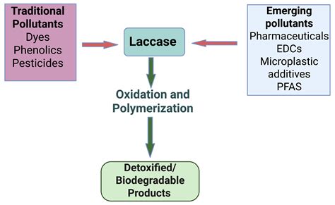 Eco Friendly Biocatalysts Laccase Applications Innovations And