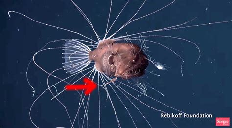 O Bizarro Sexo Desse Peixe Foi Filmado Pela Primeira Vez Hypescience