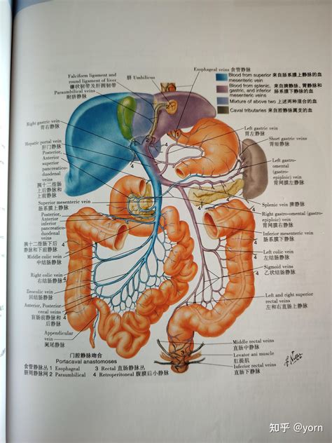 肝门静脉 知乎