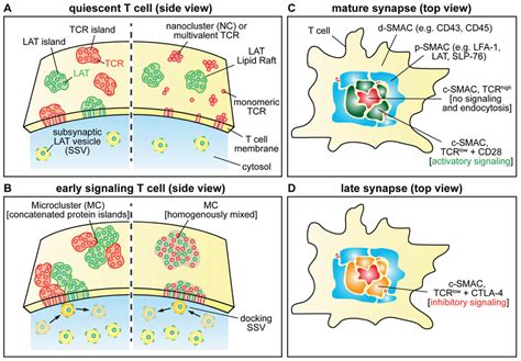 Frontiers How Membrane Structures Control T Cell Signaling