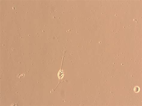 76 Questions With Answers In Cell Passage Science Topic