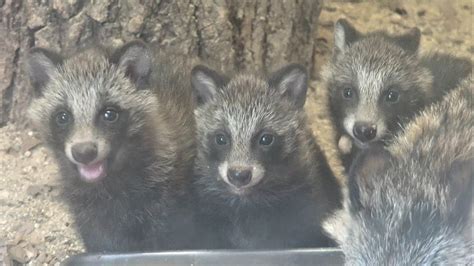 仲良し 赤ちゃん タヌキ 手ぶりのしぐさがカワイイ たぬきの家族 狸 東山動物園 YouTube