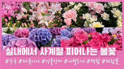 0317 16종 수국 70종 봄꽃과 노지월동 야생화 백합구근 넝쿨장미 향장미 목마가렛 네모필라 페츄니아 아젤리아 율마 키우는방법 01084461438 문자주문