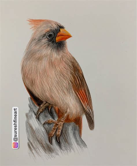 How To Draw A Realistic Robin Coloured Pencil Tutorial Part Artofit