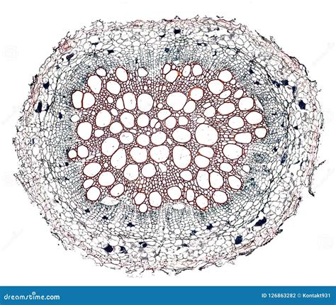 Microscopic Cross Section Cut Of A Root Under The Microscope Stock Image