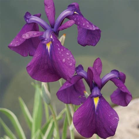 Burpee Variegata Iris Ensata 1 Flowering Bare Root Plant