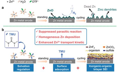 Schematic Illustration Of Zn Deposition Behaviors In Znotf2 Aqueous