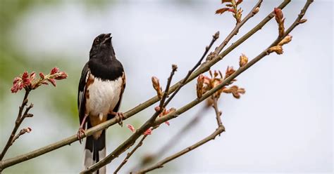 Eastern Towhee Facts At Your Feeder Eastern Towhee Itzns