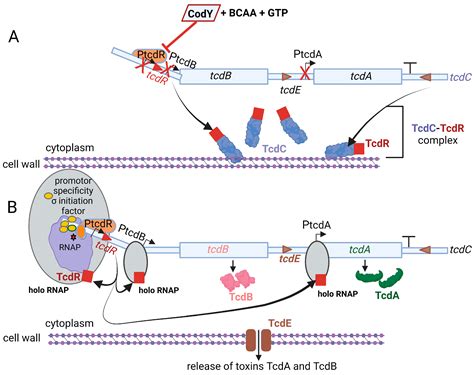 Microorganisms Free Full Text Biofilm Formation Of Clostridioides Difficile Toxin