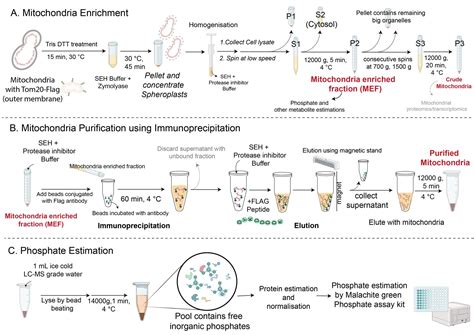 Isolation Of Mitochondria From Yeast To Estimate Mitochondrial Pools Of Inorganic Phosphate