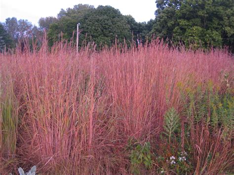Big Bluestem Trending Rotary Botanical Gardens