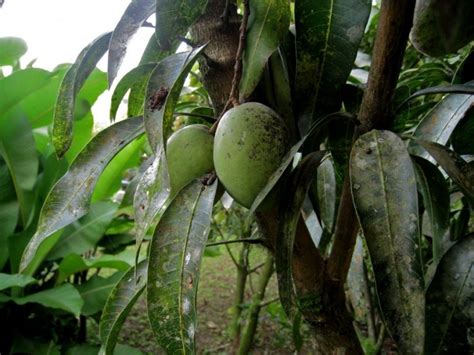 Mango Los Secretos De Plantar Y Crecer Consejos Para Cuidar Y Tratar