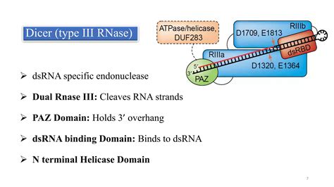 Rna Interference Technology Pptx Chemistry Science