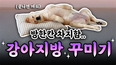 강아지 방 꾸미기 Youtube