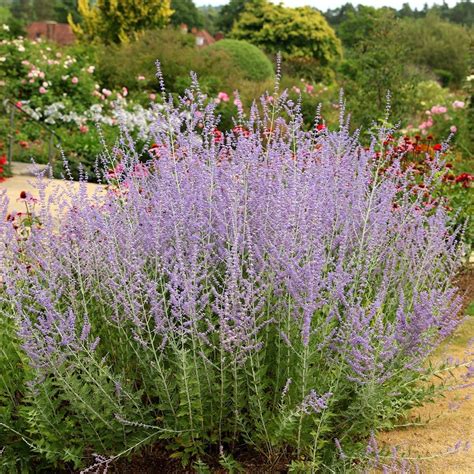 Buy Russian Sage Syn Salvia Blue Spire Perovskia Blue Spire £639
