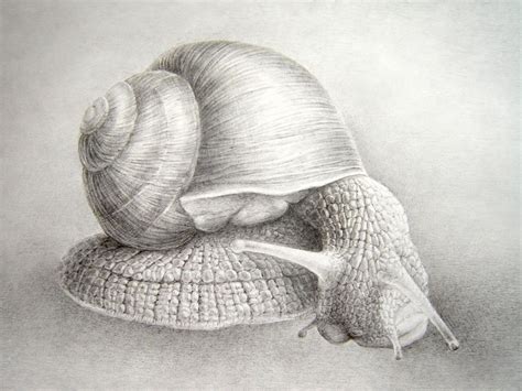 Realistic Snail Drawing At Explore Collection Of