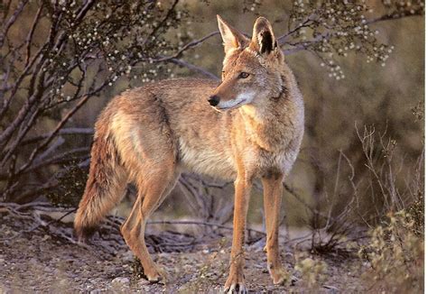 Biojunkies El Desierto De Chihuahua