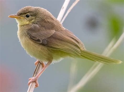 Jungle Prinia Ebird