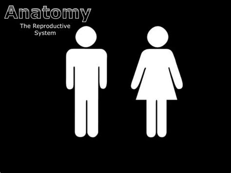 Ppt The Reproductive System Powerpoint Presentation Free Download