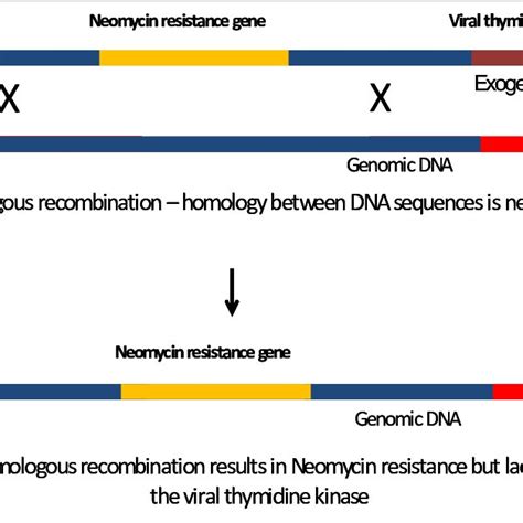 Strategy For Positive And Negative Selection To Obtain Homologous