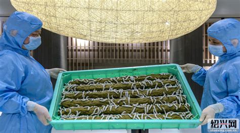 春蚕吐丝绍兴网