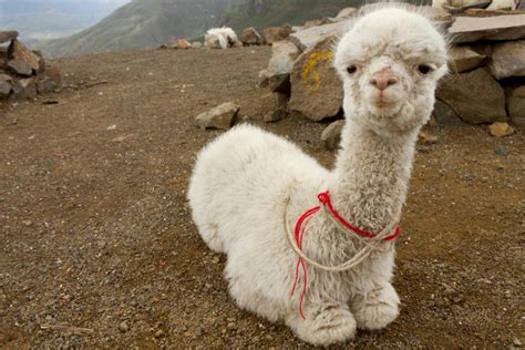 Camelids Llamas Alpacas Vicuñas Guanacos Peruvian Andes Machu