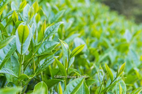 Harry 44988r 茶園 茶樹 茶葉 農園 農場 農業 阿里山山區 阿里山茶 高山茶 嘉義縣 梅山鄉 嘉義 梅山 a photo