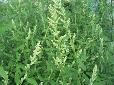 Chenopodium Album Spanac Salbatic