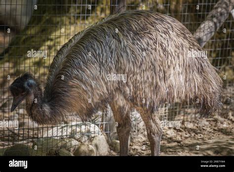This Photo Shows An Emu That Lives In A Wildlife Park The Emu Is A