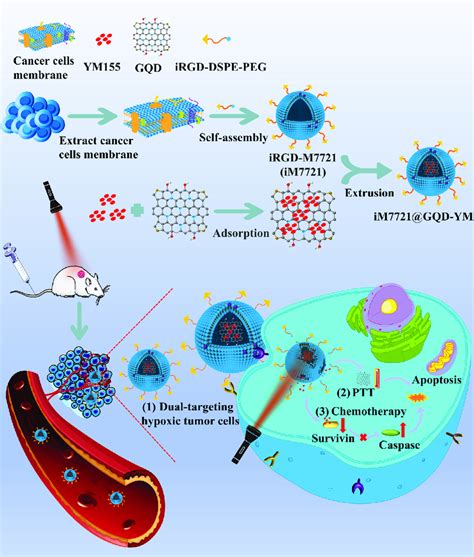 Schematic Illustration Of Homotypic Cell Membrane Cloaked Biomimetic