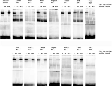 C Myc DNA Binding Activity At Gene Specific Promoters C Myc Download High Quality