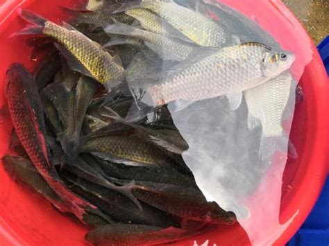 魯班水庫釣獲20斤鯽魚鯽魚顏色金黃體形細長算是土鯽魚嗎 每日頭條