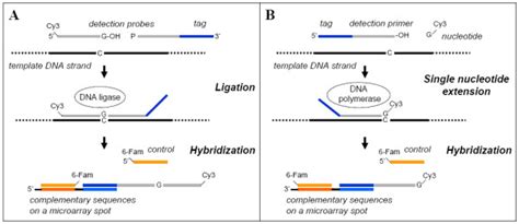Principle Of Ligation Detection And Minisequencing Reactions A Two Download Scientific