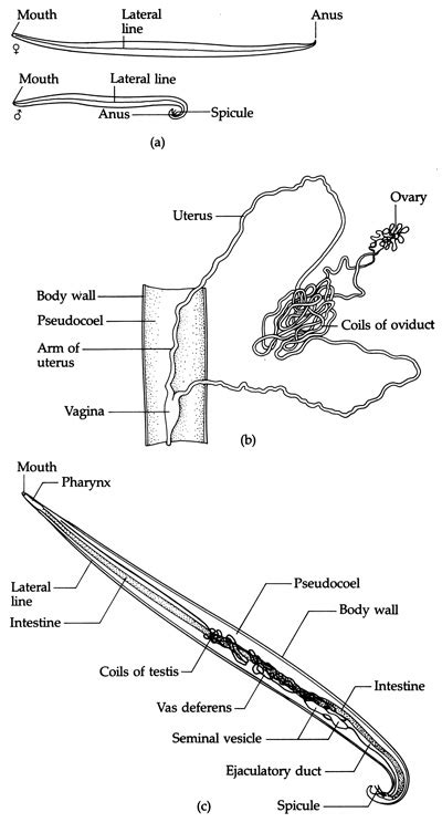Ascaris Lumbricoides The Reproductive System