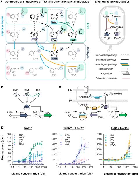 Manipulating The Molecular Specificity Of Transcriptional Biosensors For Tryptophan Metabolites