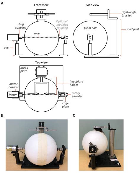 Visualizing Protein Kinase A Activity In A Mouse Using Two Photon Fluorescence Lifetime Imaging
