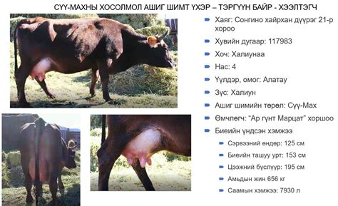 ШИЛМЭЛ МАЛ 2022 ГОЙД АШИГ ШИМТ МАЛЫН ЦАХИМ ҮЗЭСГЭЛЭН ДУУДЛАГА ХУДАЛДАА АМЖИЛТТАЙ ЗОХИОН