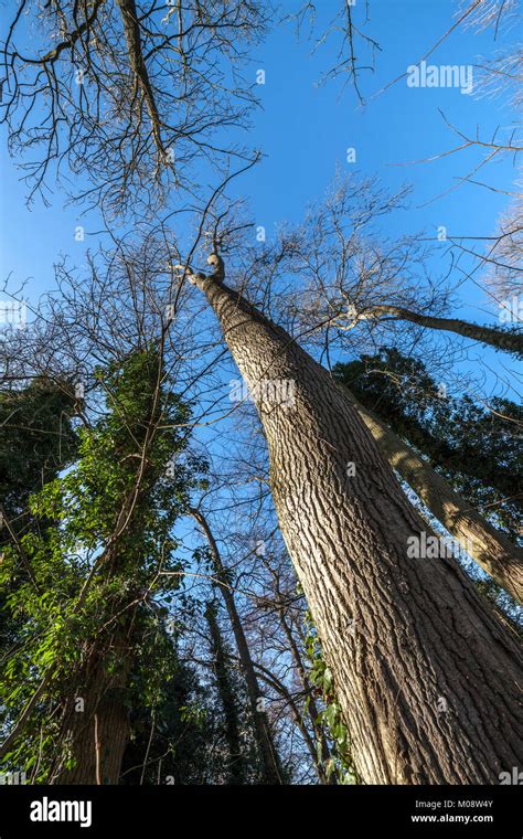 Trees In The Spinney In Abington Park Northampton During The Winter