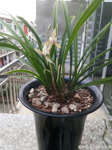 建兰图片 花百科