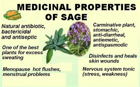 Sage Medicinal Properties Botanical Online
