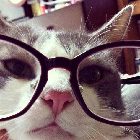 Nerd Cat Pretty Cats Silly Cats Pictures Cat Glasses