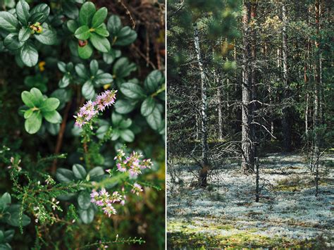 Wild Foraging Behance