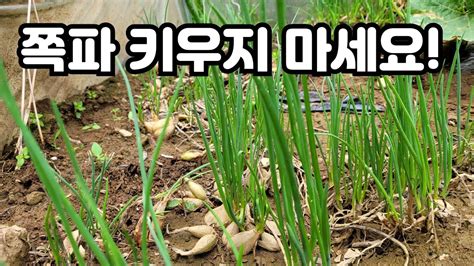 여름쪽파 키우기 어렵다고하는데 고자리파리먹은종근 버린곳에서 여름쪽파가 잘 자라고있어요 Youtube