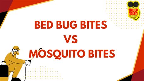 Bed Bug Or Mosquito Bite Heres How To Identify