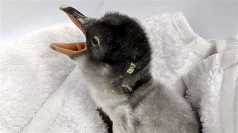 Cue The Awws Sydneys Same Sex Penguins Welcome Chick Into The World