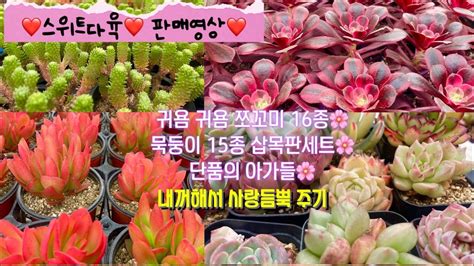 4월 18일💖스위트다육 판매영상💖 비오는 화요일 이뿐이들과 함께~🥰다육식물다육식물키우기다육판매다육이다육이분갈이