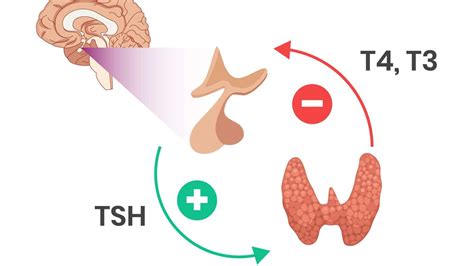 Endocrine System Feedback Loop Diagram Thermoregulation Negative