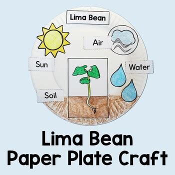 Lima Bean BUNDLE Fun Activities While Growing Lima Bean Plants TPT