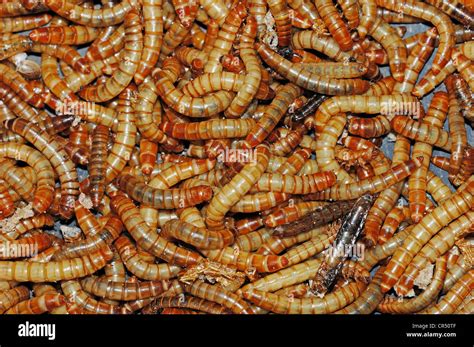 Yellow Mealworm Larvae Price At Betty Sansbury Blog