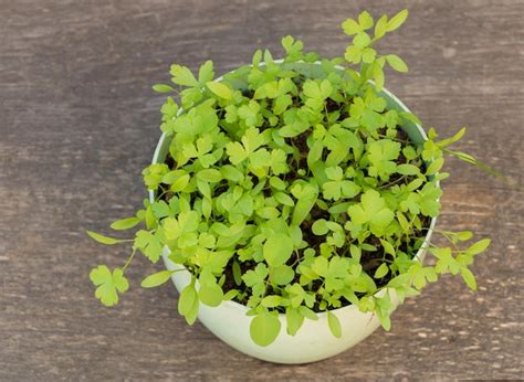 Premium Photo How To Grow Parsley In Containers Just Germinated Plants